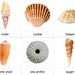 Montessori 3 Part Cards Seashells - Etsy