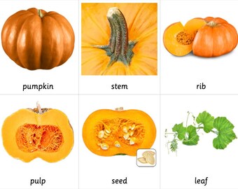Parts of a Pumpkin Puzzle With Nomenclature Cards 6-9 Montessori ...