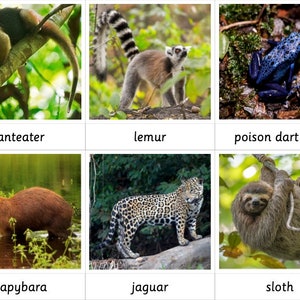 Tarjetas Montessori de 3 partes Hábitat de la selva tropical - Etsy México
