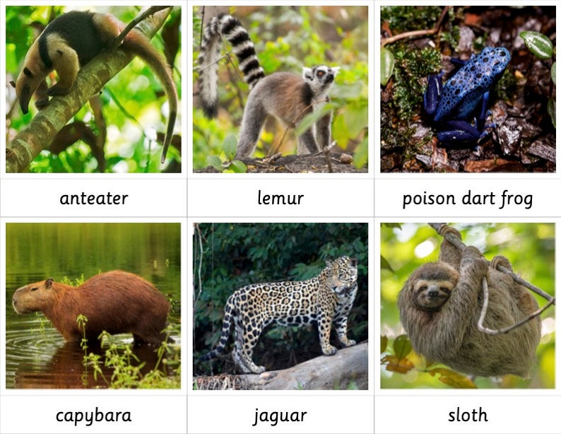 Tarjetas Montessori de 3 partes Hábitat de la selva tropical - Etsy México