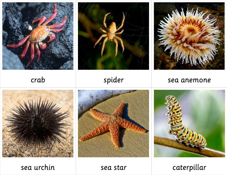 Montessori Classification Cards - Vertebrates & Invertebrates - Etsy