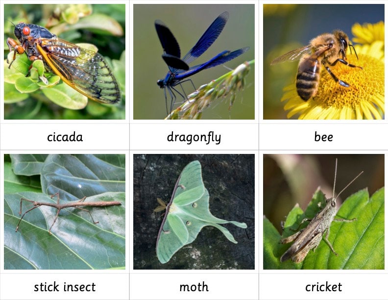 Montessori 3 Part Cards Insects - Etsy