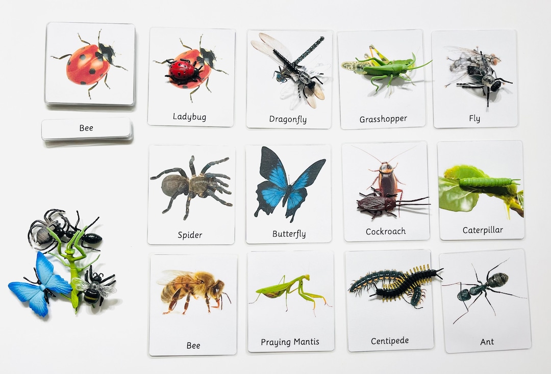 Montessori Insect & Bug 3 Part Cards Set - Etsy