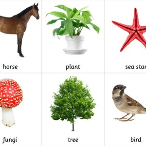 Montessori Classification Cards - Living & Non-living - Etsy