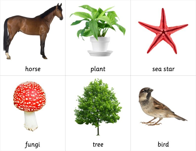 Montessori Classification Cards - Living & Non-living - Etsy