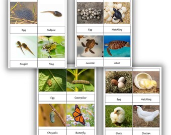 Montessori 3 Part Cards Butterfly Life Cycle - Etsy