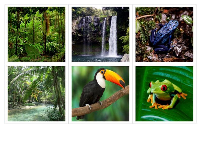 Rainforest Habitat Montessori 3 Part Cards - Etsy