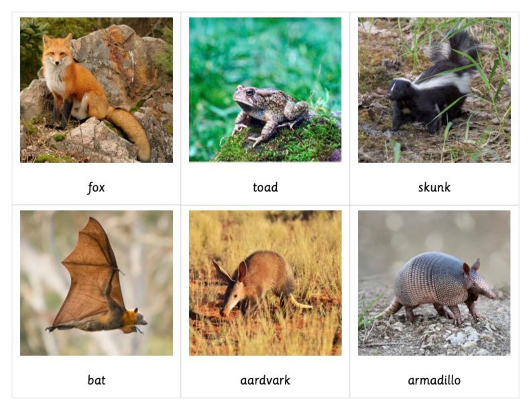 Nocturnal Animal Montessori 3 Part Cards - Etsy