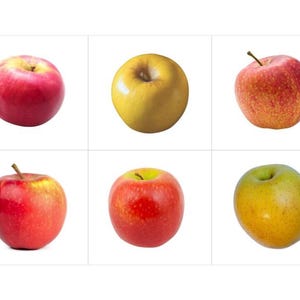 Montessori 3 Part Cards - Types of Apples - Etsy