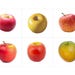Types of Apples Montessori 3 Part Cards - Etsy