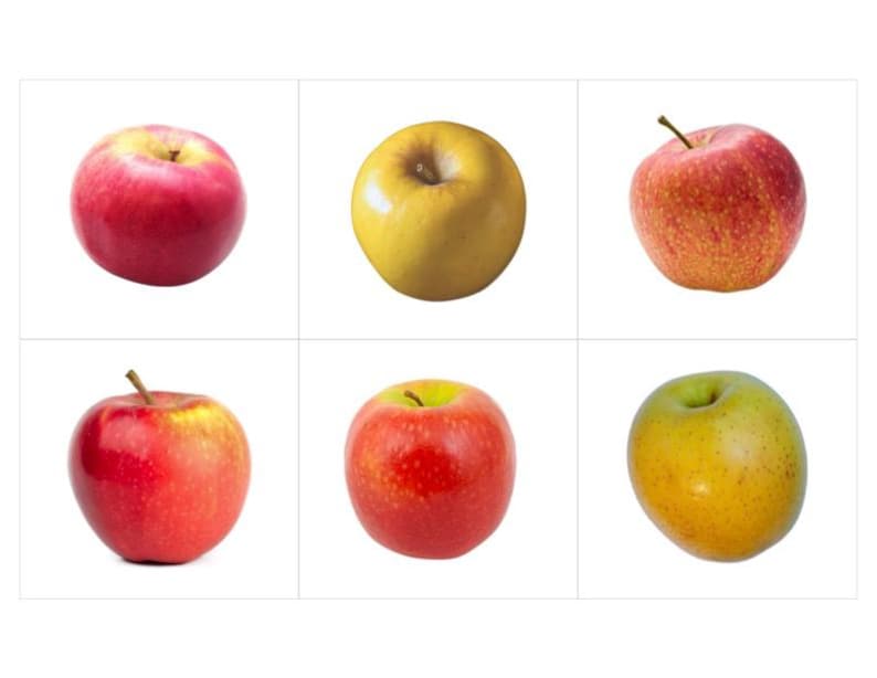 Types of Apples Montessori 3 Part Cards - Etsy