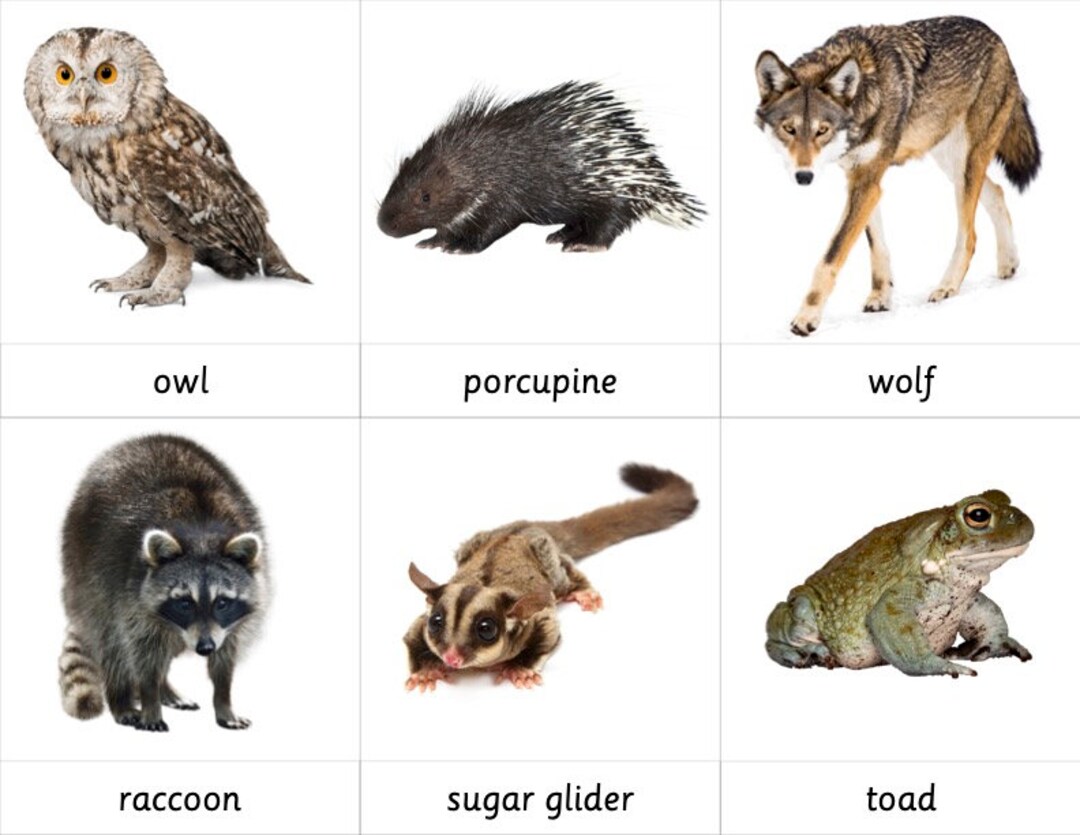 Montessori 3 Part Cards Nocturnal Animals - Etsy