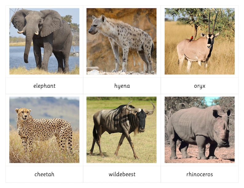 African Animals Montessori 3 Part Cards - Etsy