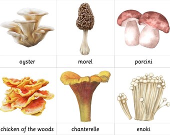 Anatomy of a Mushroom, 3 Part Cards, Montessori - Etsy