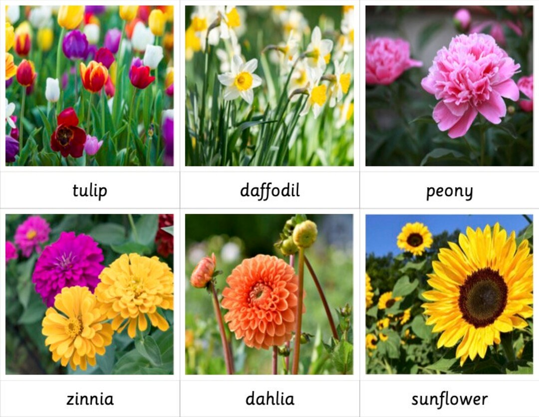 Montessori 3 Part Cards Flowers - Etsy
