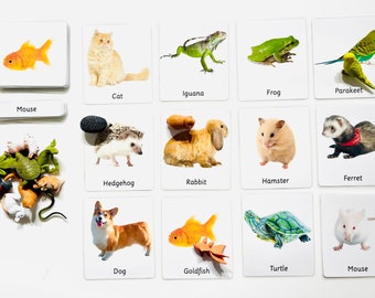 Montessori 3 Part Cards Parts of an Apple - Etsy