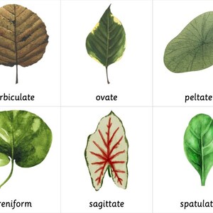 Botany Cabinet Leaf 3 Part Cards - Etsy