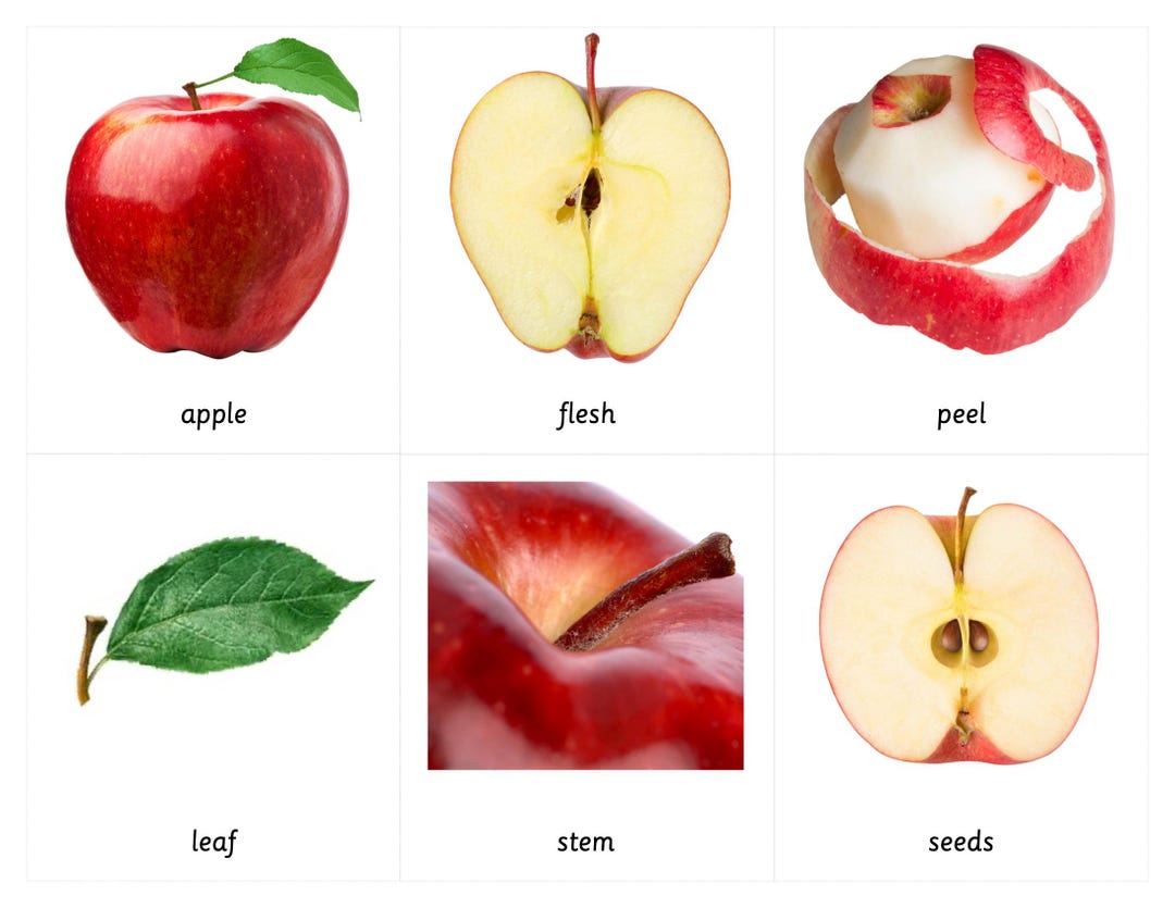 Parts of an Apple Montessori 3 Part Cards - Etsy