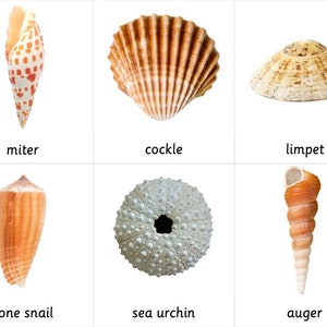Montessori 3 Part Cards Seashells - Etsy