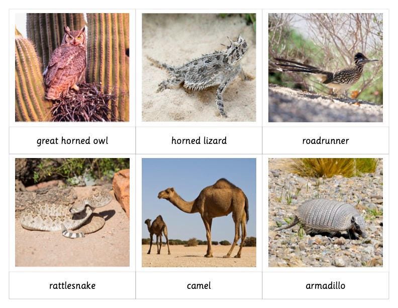 Desert Habitat Montessori 3 Part Cards - Etsy