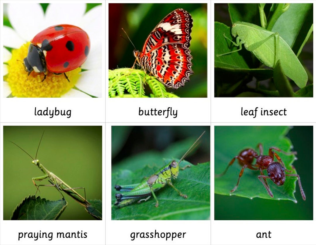 Montessori 3 Part Cards Insects - Etsy