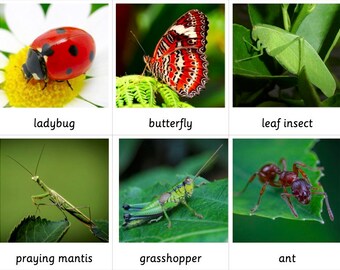 Montessori Insect 3 Part Cards - Etsy