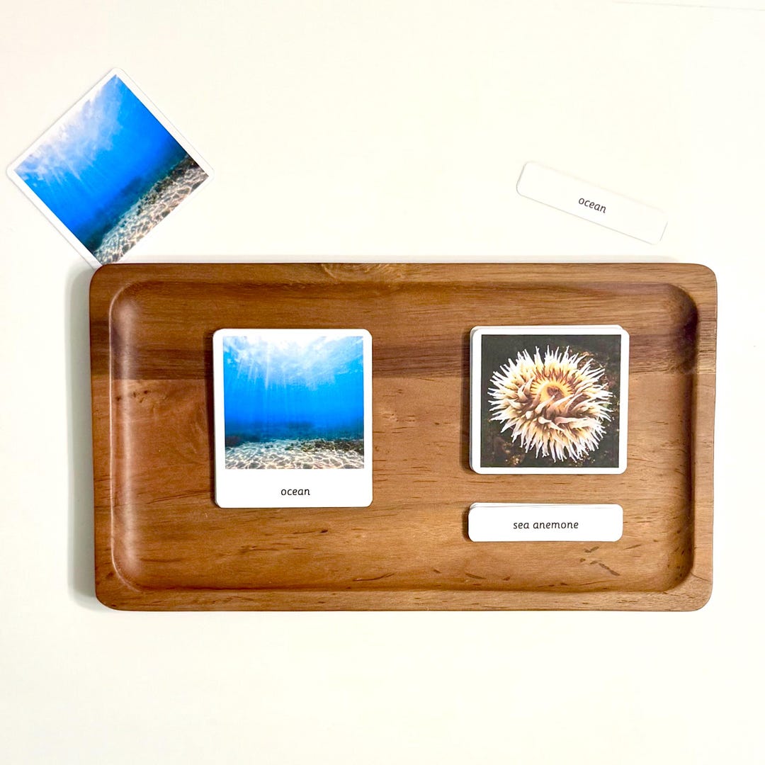 Ocean Habitat Montessori 3 Part Cards - Etsy