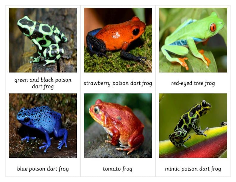 Types of Frogs Montessori 3 Part Cards - Etsy