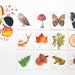 Woodland Magnified Matching Cards - Etsy