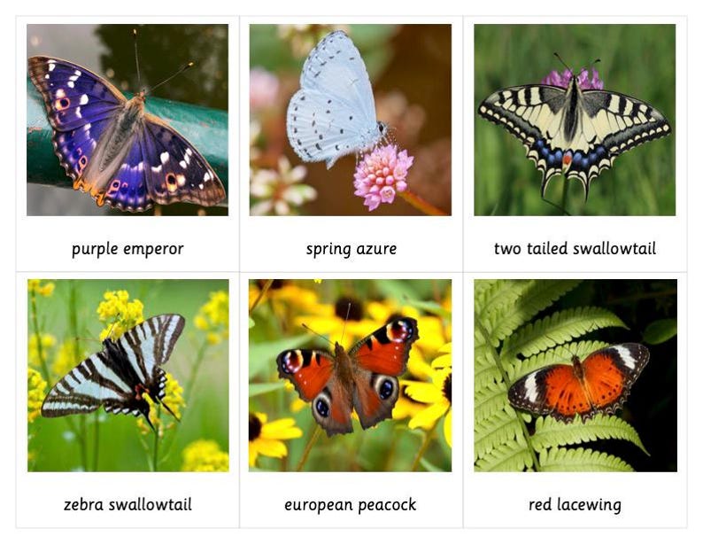 Butterflies - Montessori 3 Part Cards - Etsy