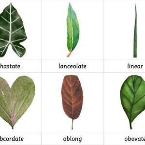 Montessori Botany Leaf Shape 3 Part Cards - Etsy