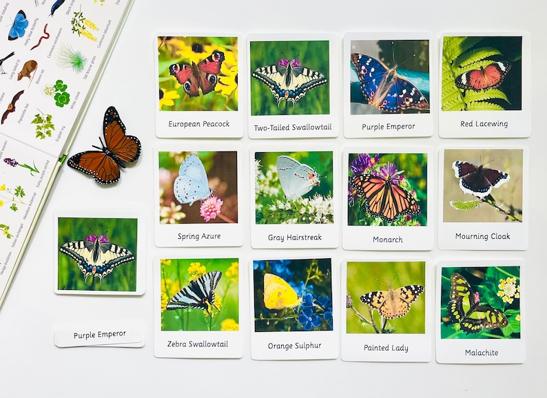 Montessori 3 Part Cards Butterflies - Etsy