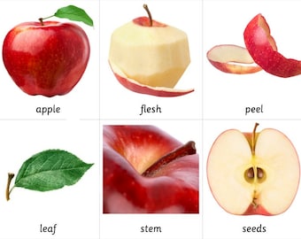 Parts of an Apple Labeling & 3 Part Cards Watercolor Printable Flash ...