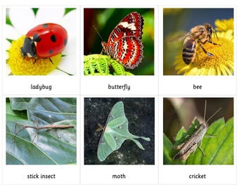 Montessori Insect 3 Part Cards - Etsy