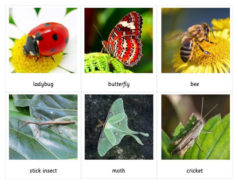 Insect Montessori 3 Part Cards - Etsy