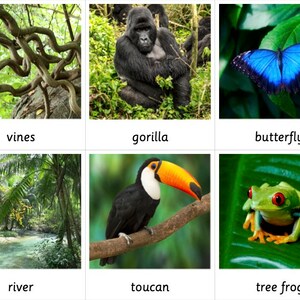 Tarjetas Montessori de 3 partes Hábitat de la selva tropical - Etsy México
