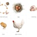 Chicken Life Cycle - Montessori 3 Part Cards - Etsy