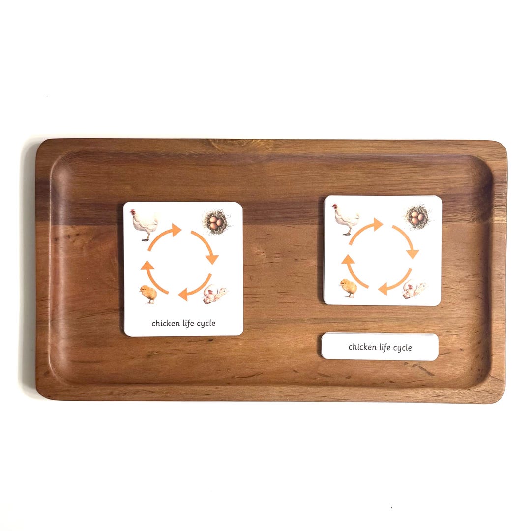 Chicken Life Cycle - Montessori 3 Part Cards - Etsy