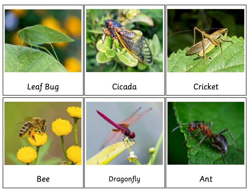 Montessori 3 Part Cards Insects - Etsy