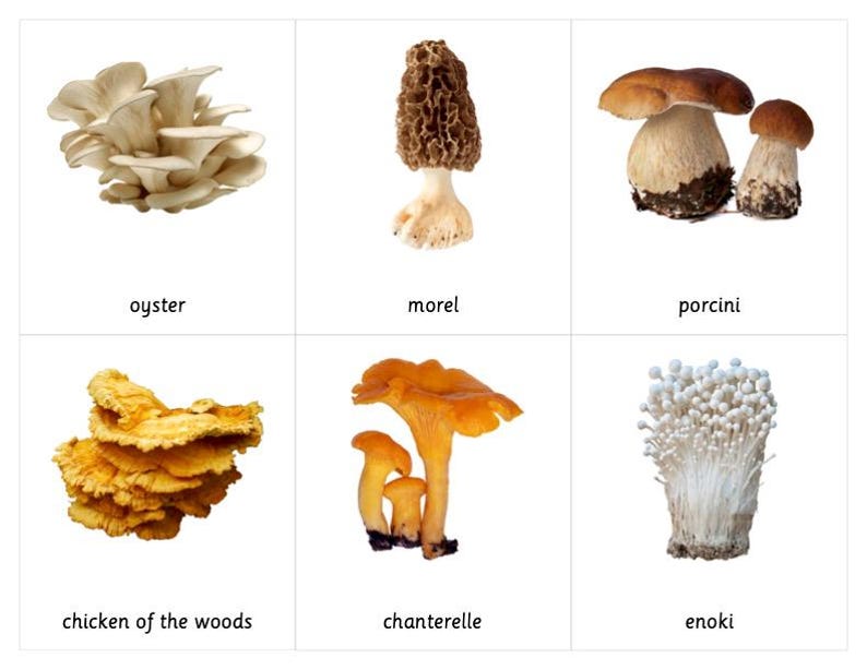 Types of Mushrooms - Montessori 3 Part Cards - Etsy