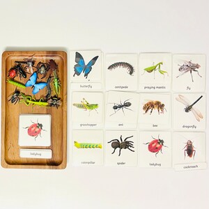 Insect & Bug Montessori 3 Part Cards Set - Etsy