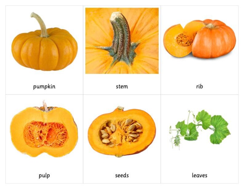Parts of a Pumpkin Montessori 3 Part Cards - Etsy