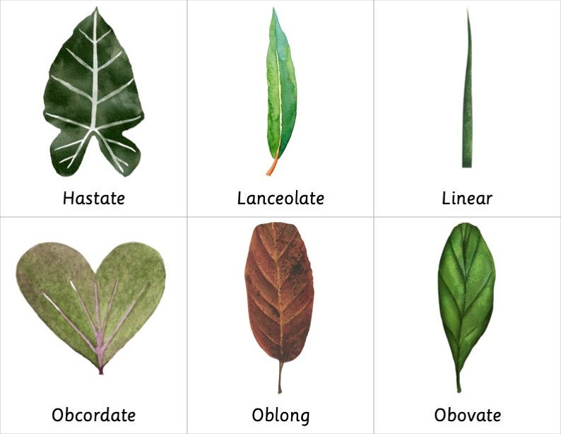 Botany Cabinet Leaf 3 Part Cards - Etsy