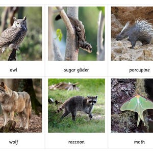 Nocturnal Animal Montessori 3 Part Cards - Etsy