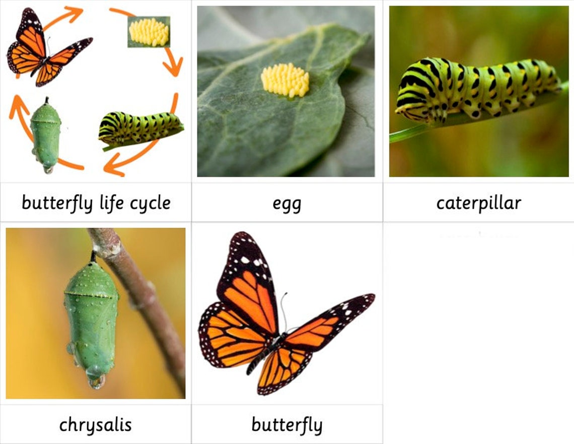 Montessori 3 Part Cards Butterfly Life Cycle - Etsy
