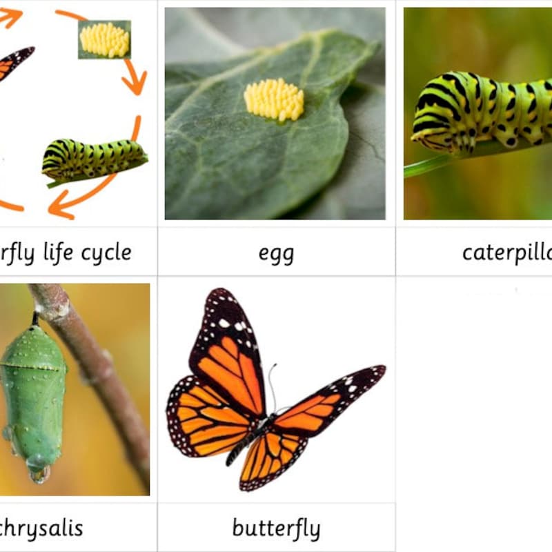 Butterfly Life Cycle - Etsy