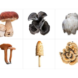 Types of Mushrooms Montessori 3 Part Cards - Etsy