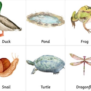Montessori 3 Part Cards Pond Habitat - Etsy