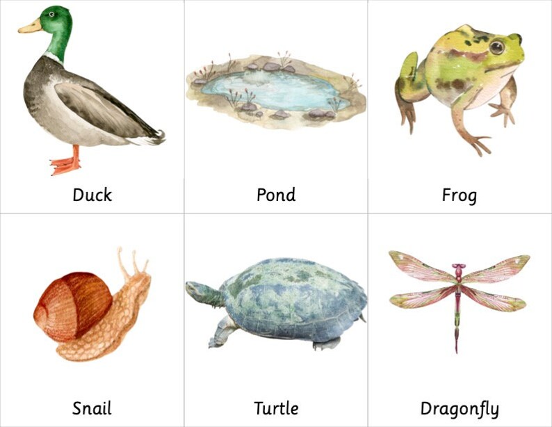 Montessori 3 Part Cards Pond Habitat - Etsy