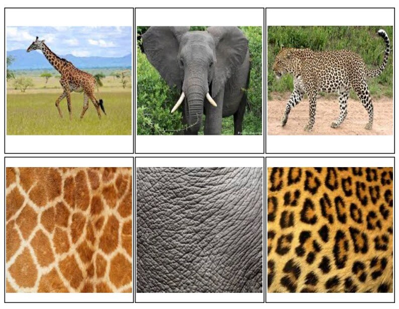 Montessori Animal Print Cards - Etsy